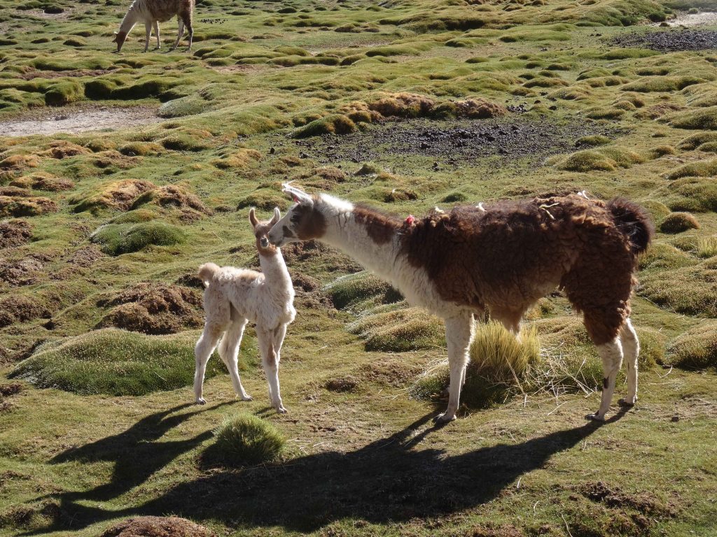 Les Animaux du Chili !... - 365jours-autrement ...