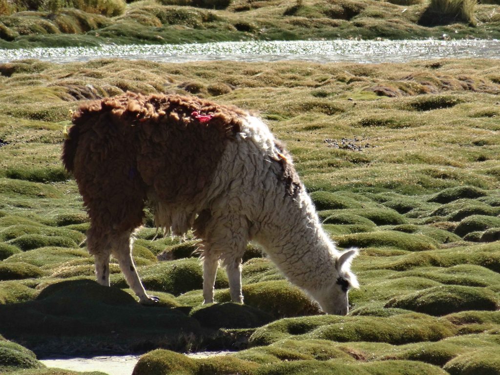 Les Animaux du Chili !... - 365jours-autrement ...