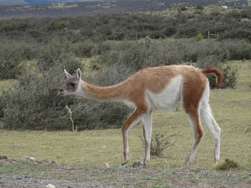 Les Animaux du Chili !... - 365jours-autrement ...
